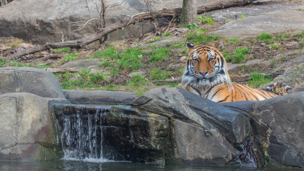 The 8 Best Zoos to Visit in the U.S!