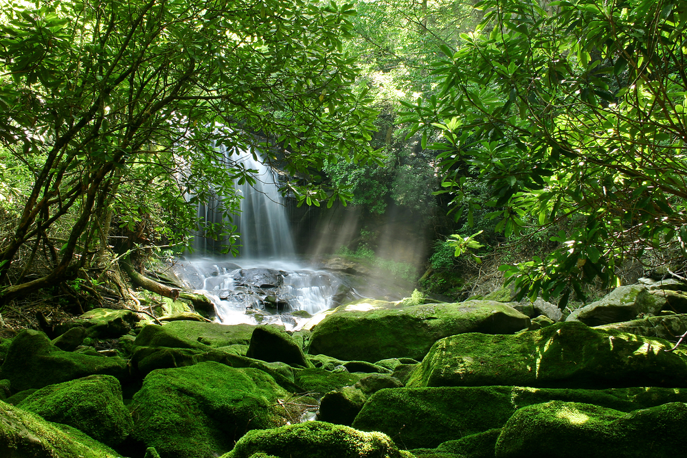 4 Beautiful Rainforests you Can Visit in the U.S.