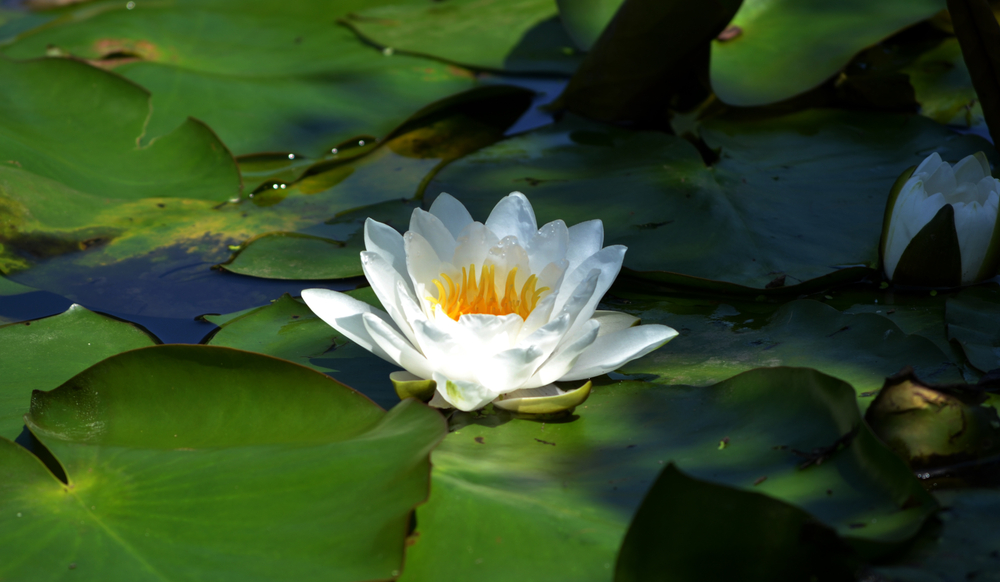 Popular Native Plants That Grow in Your Region! | RVshare