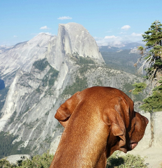 The Best National Parks to Visit with Your Dog | RVshare