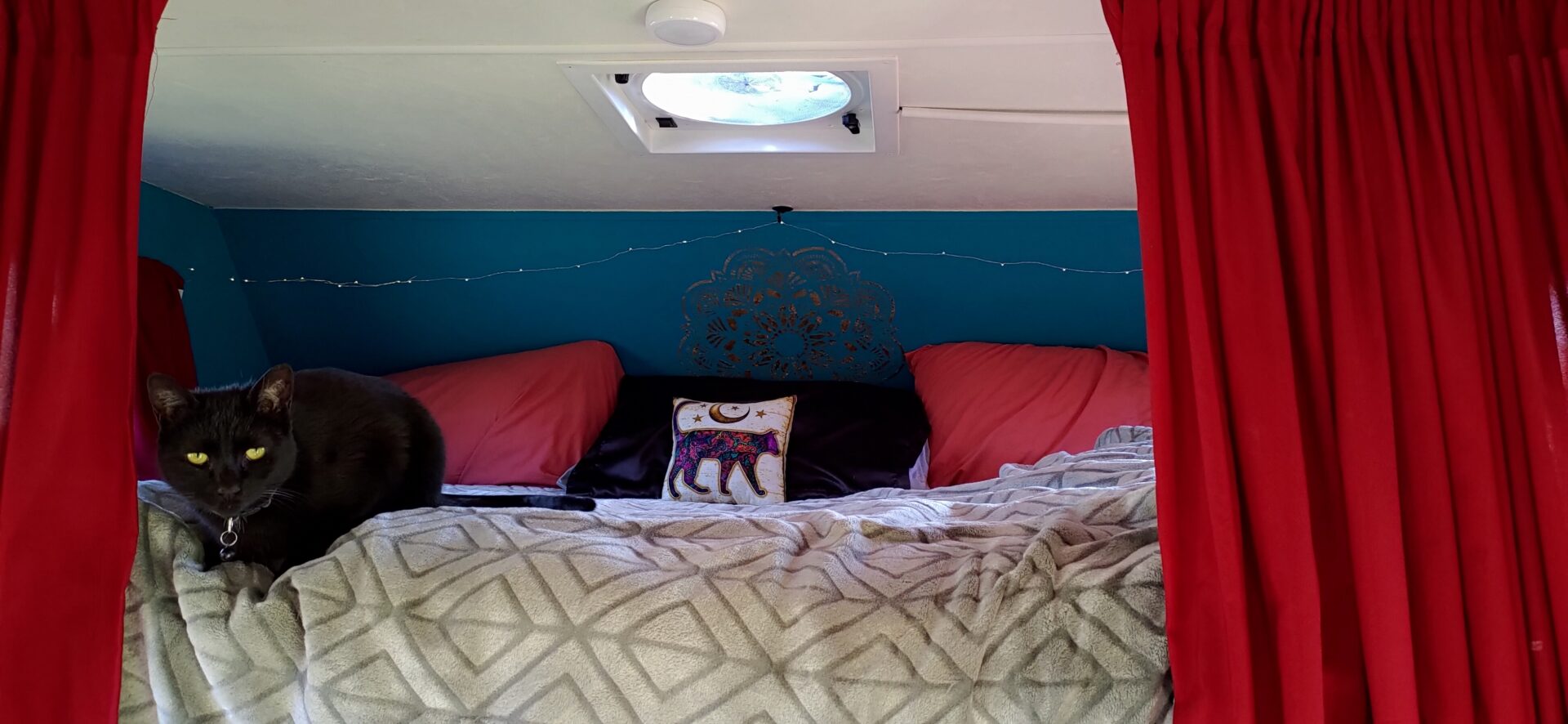 How to Train Your Cat to Enjoy RVing: Vanna Mae | RVshare