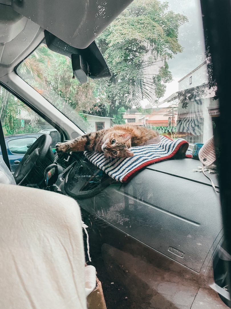How to Keep Your Cat Happy in a Van with AsoboLife | RVshare