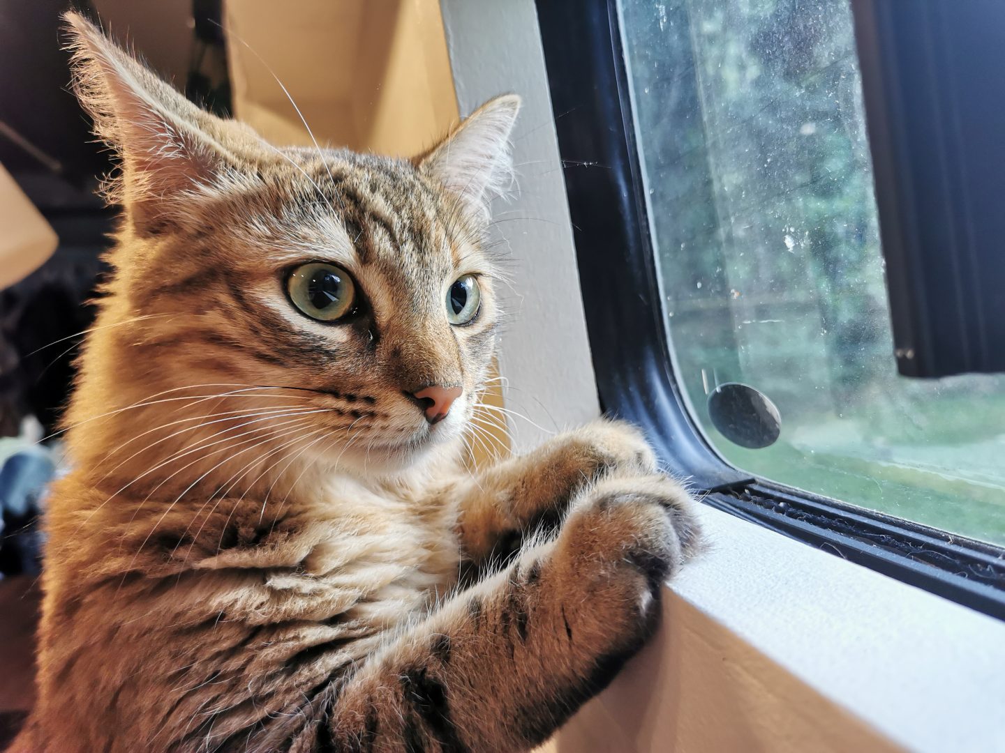 How to Keep Your Cat Happy in a Van with AsoboLife | RVshare