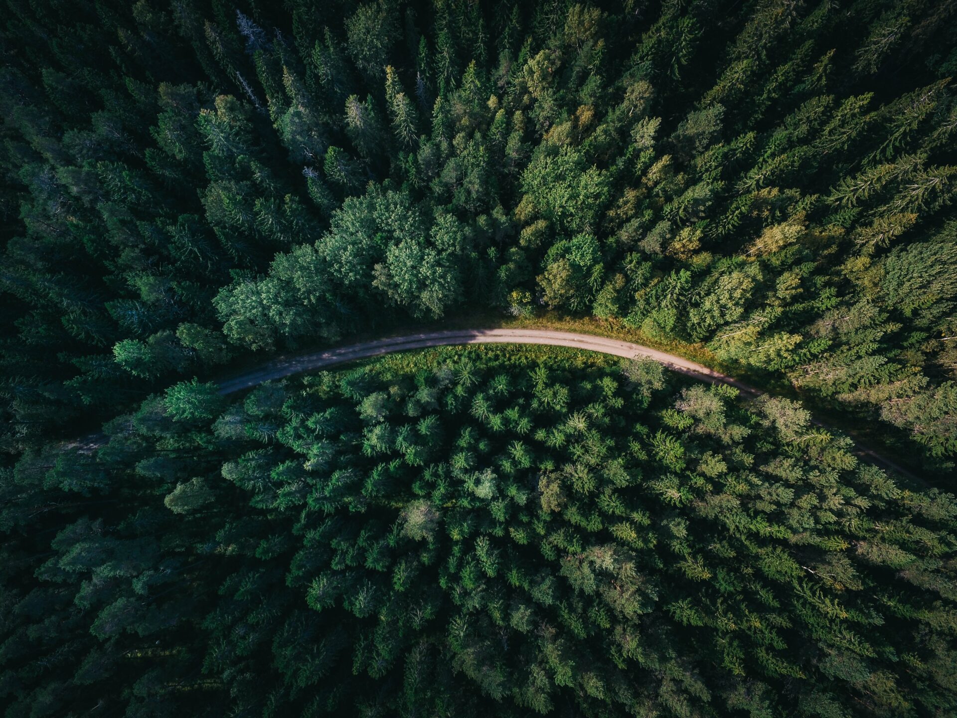 Into the Wild: Arizona's Most Breathtaking National Forests | RVshare