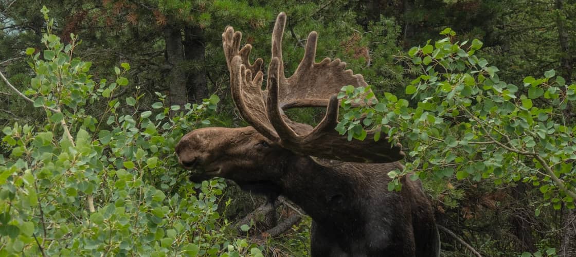 Top 6 Places to See Moose in the U.S.