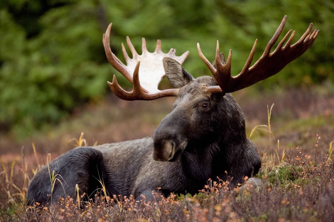 Top 6 Places to See Moose in the U.S.