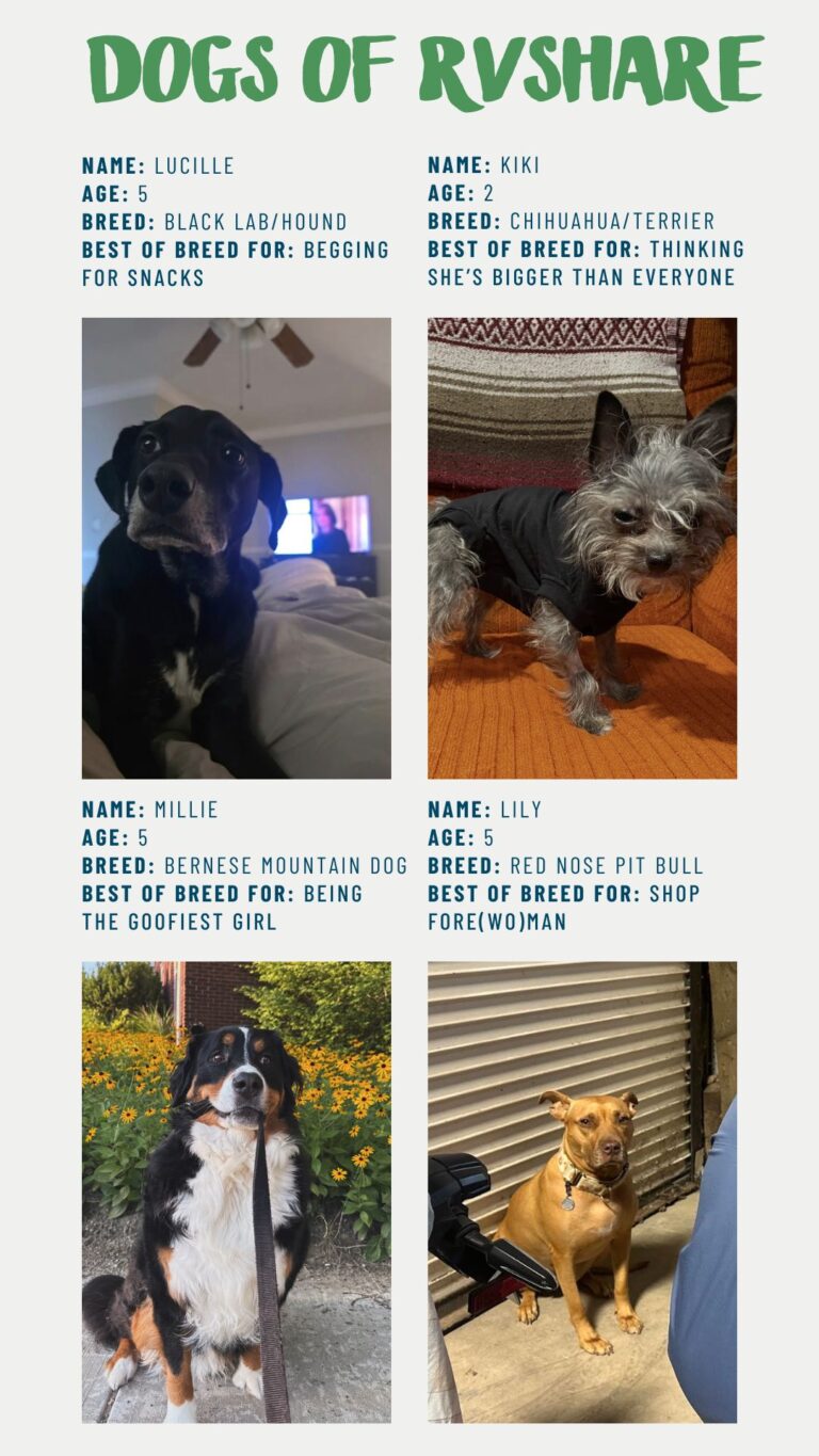 Rent an RV for Major Dog Shows | Dogs of RVshare