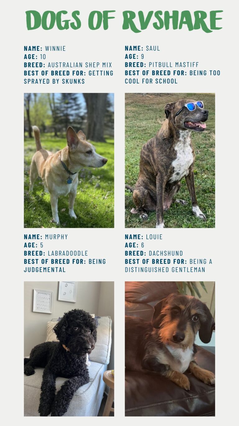 Rent an RV for Major Dog Shows | Dogs of RVshare