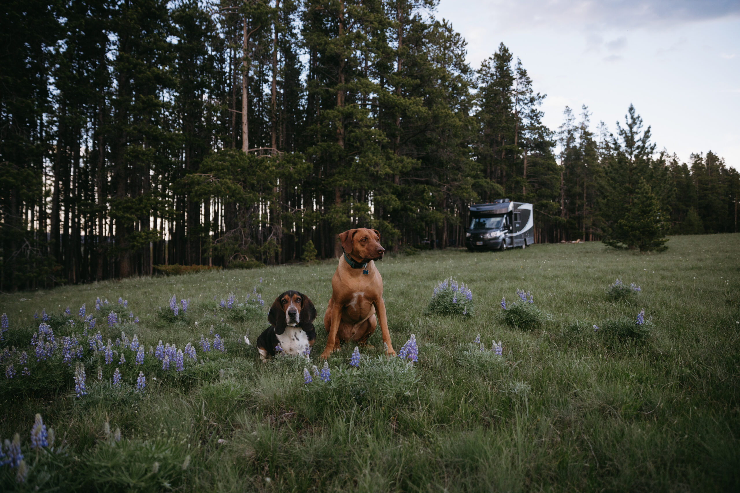 Best RV Trips in Spring (March–May) by Region